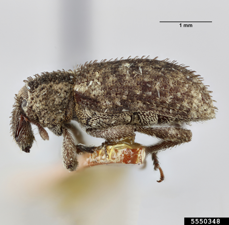 Weevil (Listronotus hirtellus)