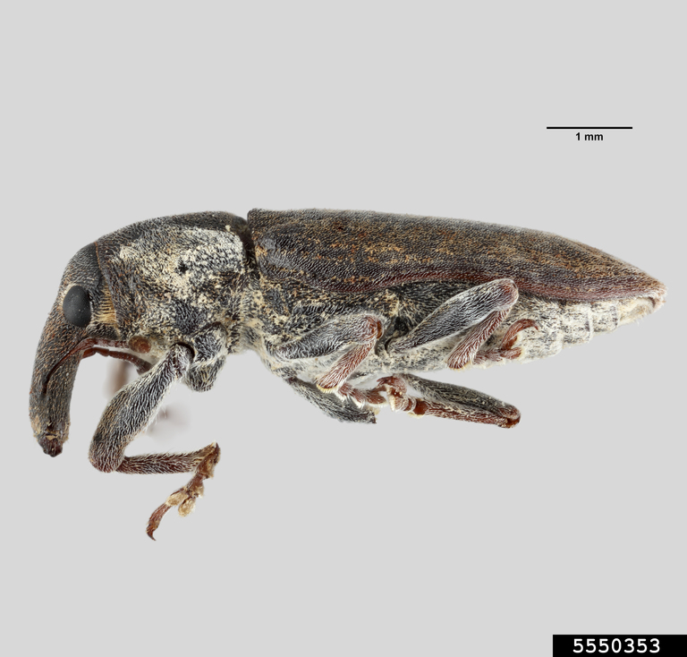 Weevil (Lixus elegantulus)