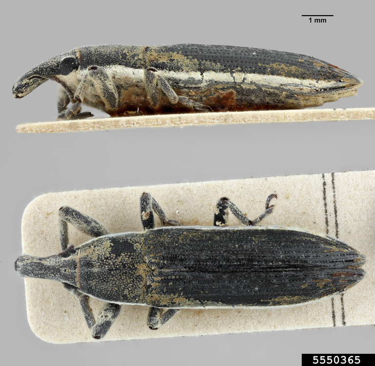 Weevil (Lixus junci Boheman)