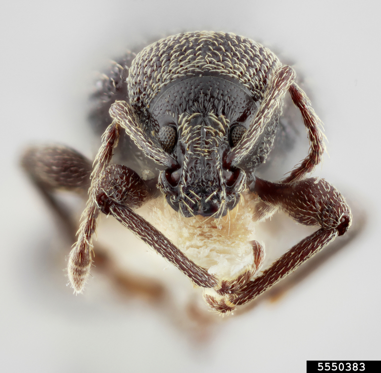 Weevil (Otiorhynchus affaber Boheman)