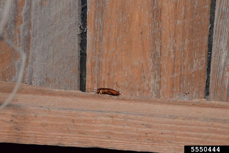American cockroach (Periplaneta americana (Linnaeus))