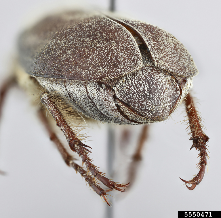 dusty june beetle, Amblonoxia palpalis (Coleoptera: Scarabaeidae) - 5550471