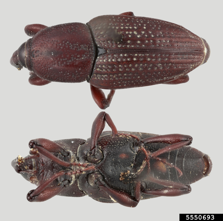 Hunting billbug (Sphenophorus venatus (Say))