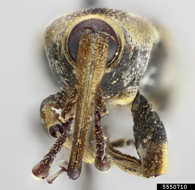 Bromeliad weevil (Metamasius cerasinus Vaurie)