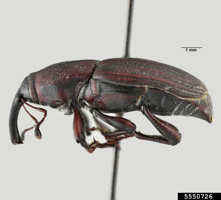 Hunting billbug (Sphenophorus venatus (Say))