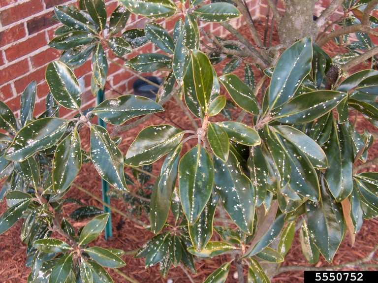 false oleander scale (Pseudaulacaspis cockerelli)