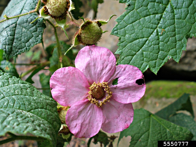 purpleflowering raspberry (Rubus odoratus)