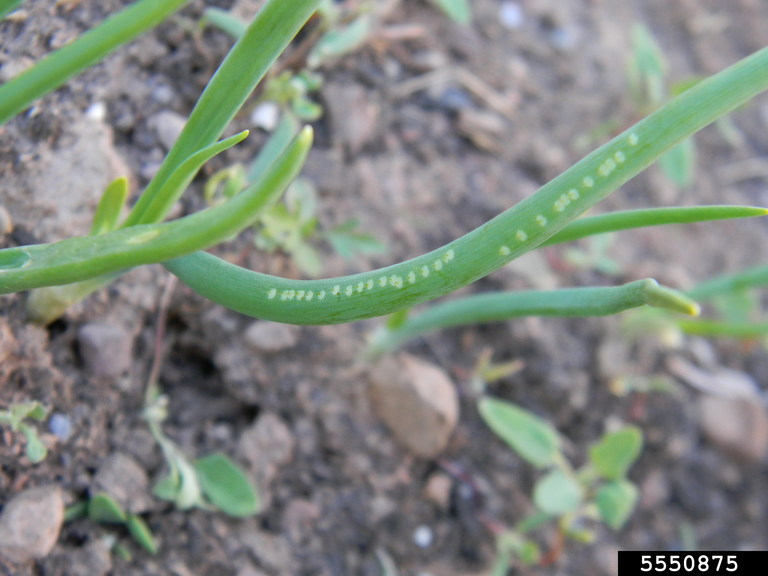 Allium leafminer (Napomyza gymnostoma (Loew, 1858))