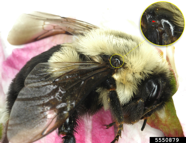 bee mite (Cerophagus nearcticus OConnor, 1992)
