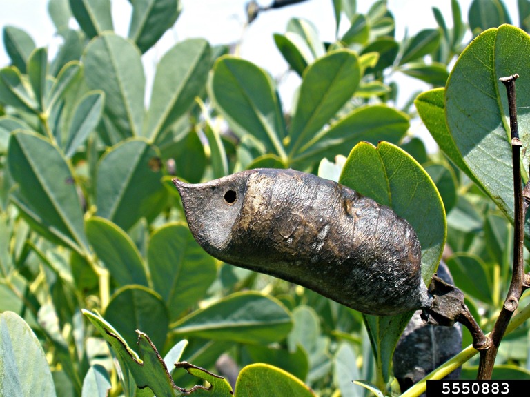 blue wild indigo (Baptisia australis)