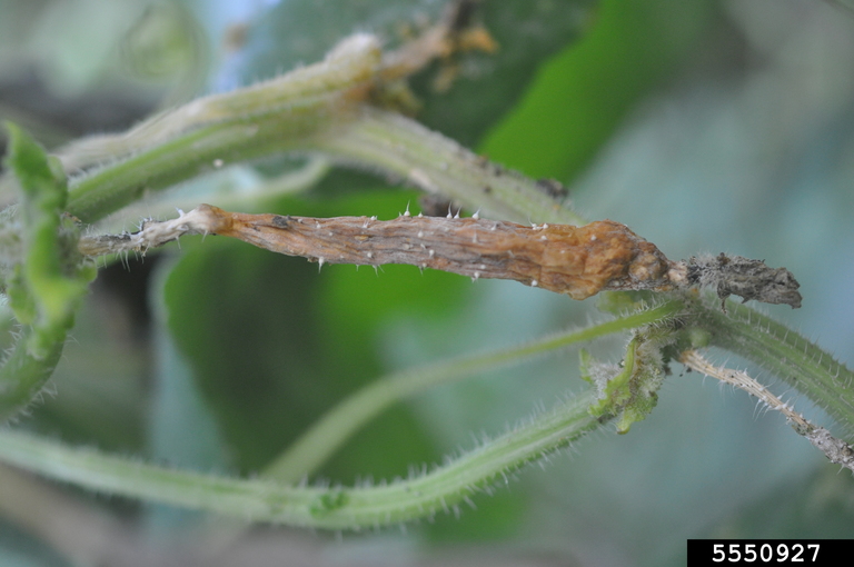 pickleworm (Diaphania nitidalis (Stoll))