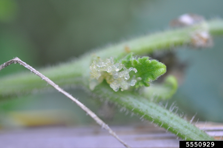 pickleworm (Diaphania nitidalis)