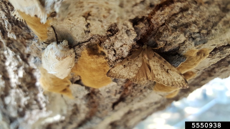 spongy moth (formerly gypsy moth) (Lymantria dispar ) on eastern white ...