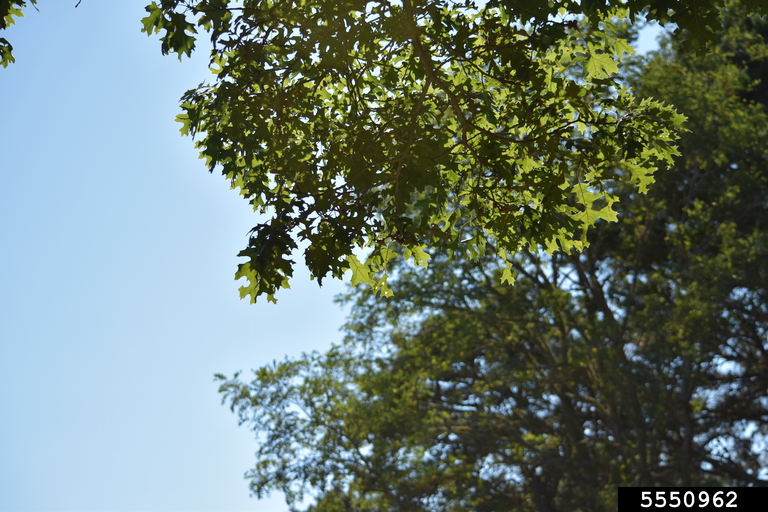 oak (Genus Quercus L.)