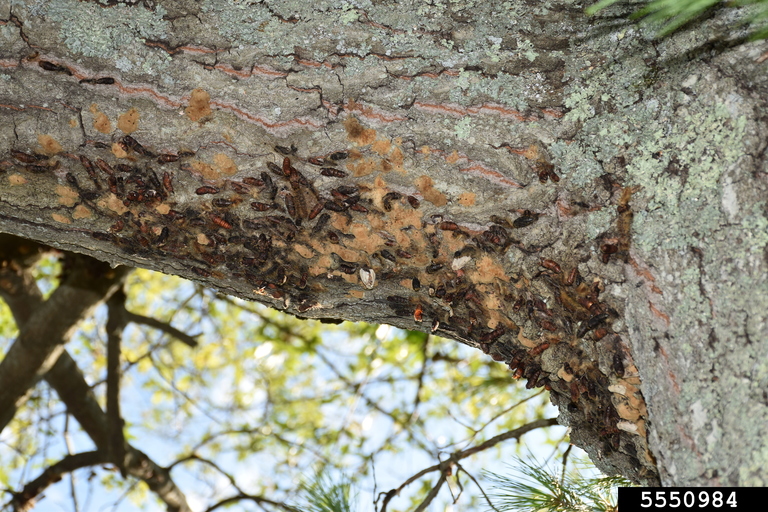 spongy moth (formerly gypsy moth) (Lymantria dispar (Linnaeus))