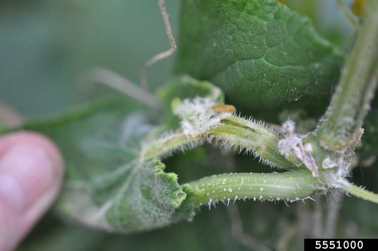 pickleworm (Diaphania nitidalis (Stoll))