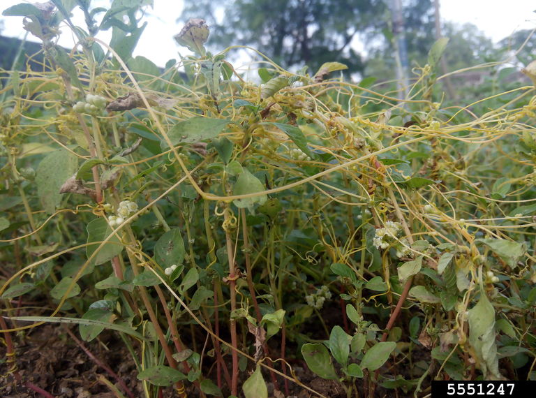 dodder (Genus Cuscuta L.)
