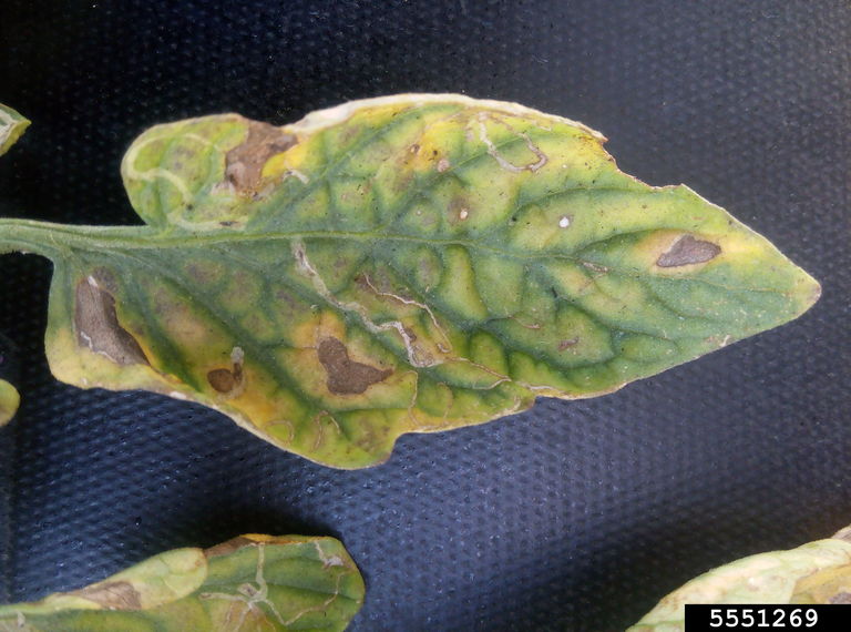 Alternaria leaf spot (Alternaria padwickii (Ganguly) M.B. Ellis)