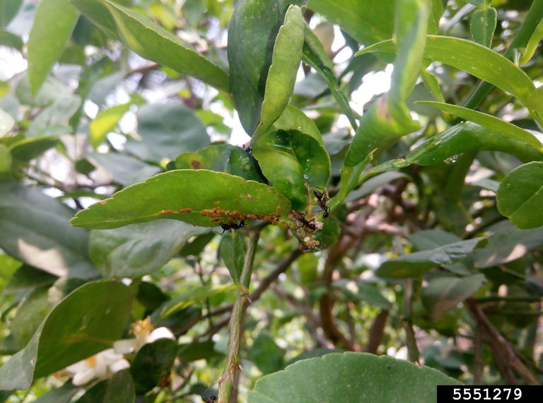 citrus canker (Xanthomonas citri (ex Hasse 1915) Gabriel et al. 1989)