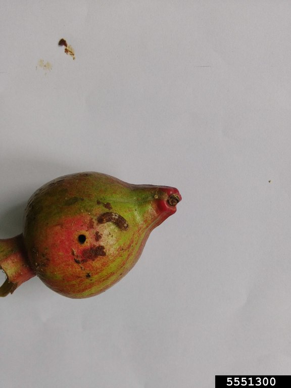 Common Guava Blue (Deudorix isocrates)