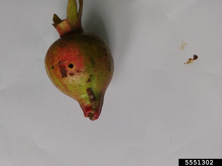 Common Guava Blue (Deudorix isocrates (Fabricius, 1793))