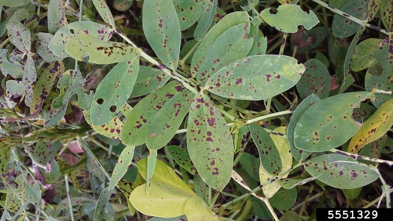 late leaf spot (Passalora personata)