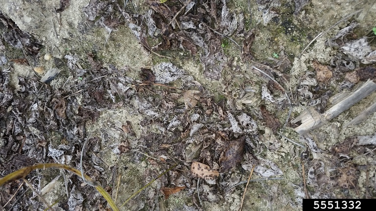 late leaf spot (Passalora personata)