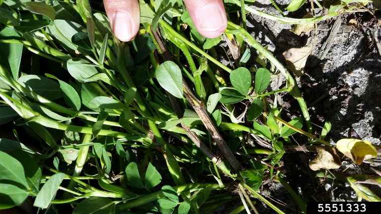 Botryosphaeria canker (Botryosphaeria rhodina)