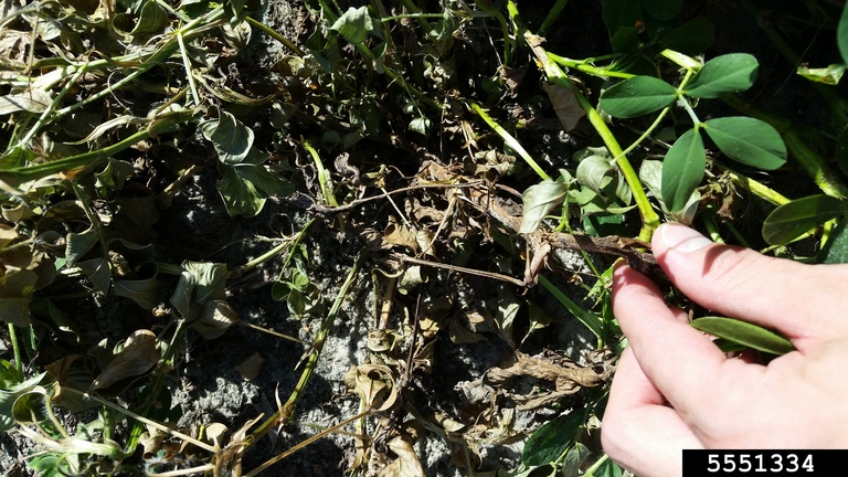 Botryosphaeria canker (Botryosphaeria rhodina)