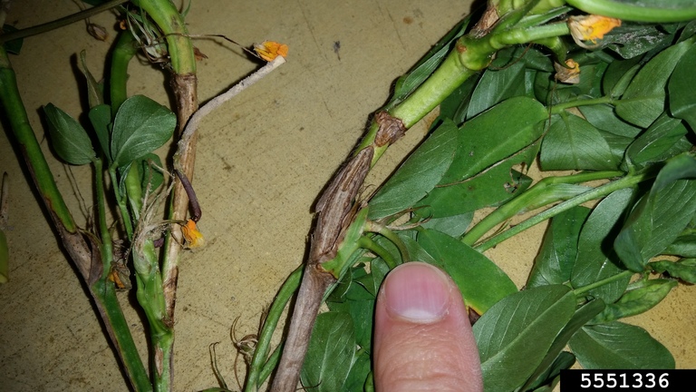 Botryosphaeria canker (Botryosphaeria rhodina)