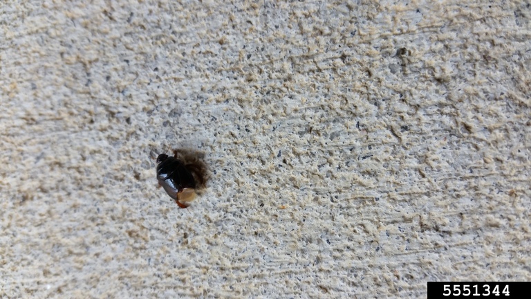 burrower bug (Pangaeus bilineatus Say, 1825)