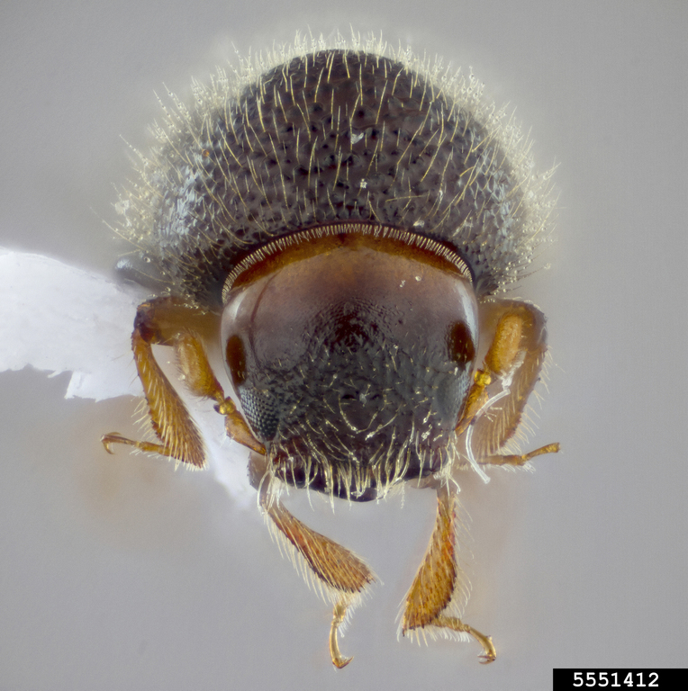 ambrosia beetle (Ambrosiodmus obliquus)