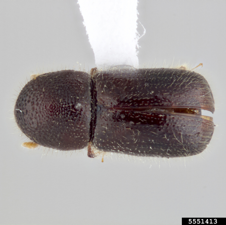 ambrosia beetle (Ambrosiodmus obliquus (LeConte, 1878))