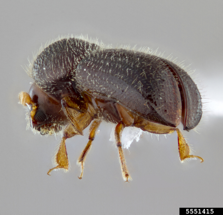 ambrosia beetle (Ambrosiodmus obliquus)