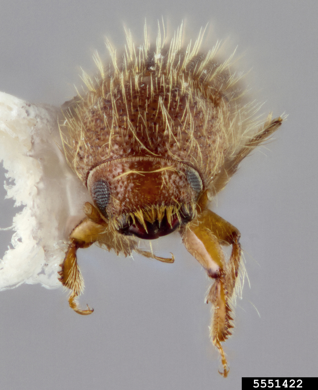 bark beetle (Dryocoetes affaber (Mannerheim, 1852))