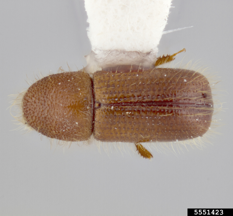bark beetle (Dryocoetes affaber (Mannerheim, 1852))