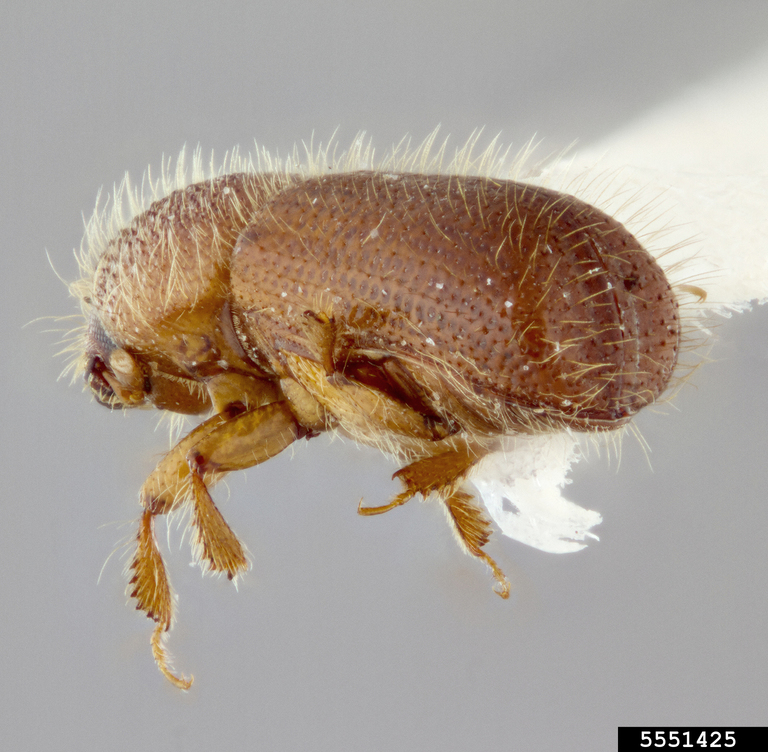 bark beetle (Dryocoetes affaber (Mannerheim, 1852))