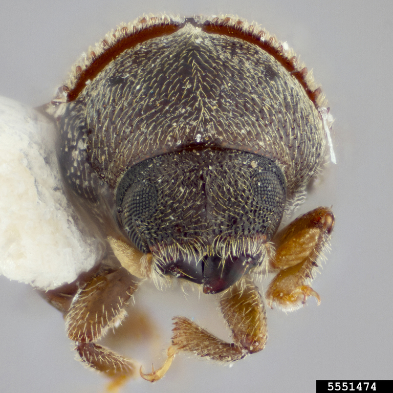 bark beetle, Phloeosinus taxodii (Coleoptera: Curculionidae) - 5551474
