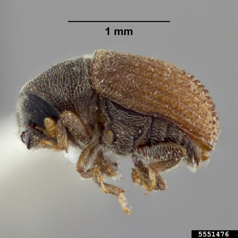 bark beetle (Phloeosinus taxodii)