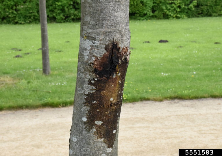 common horse chestnut, Aesculus hippocastanum (Sapindales ...