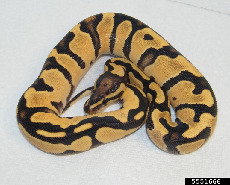 ball python (Python regius)