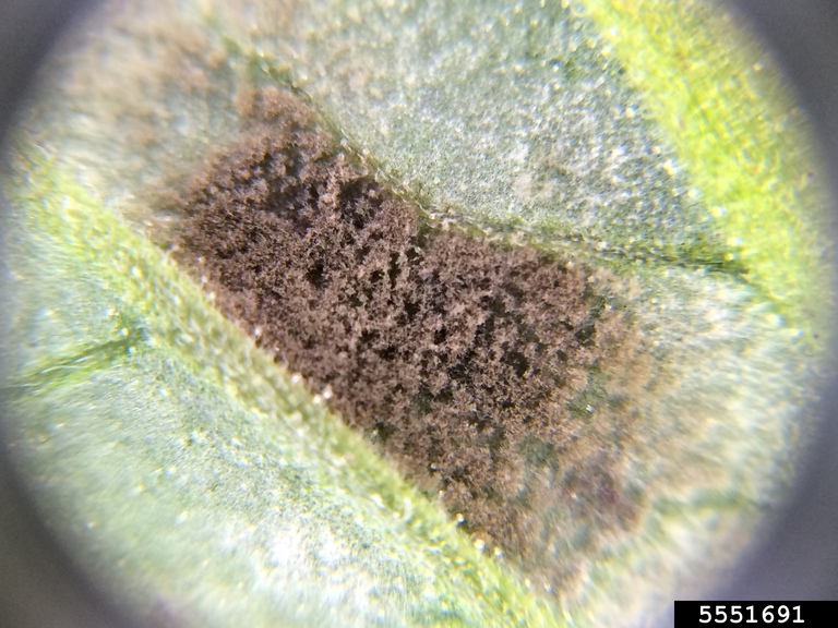 Tomato Leaf Mould (Fulvia fulva (Cooke) Cif.)