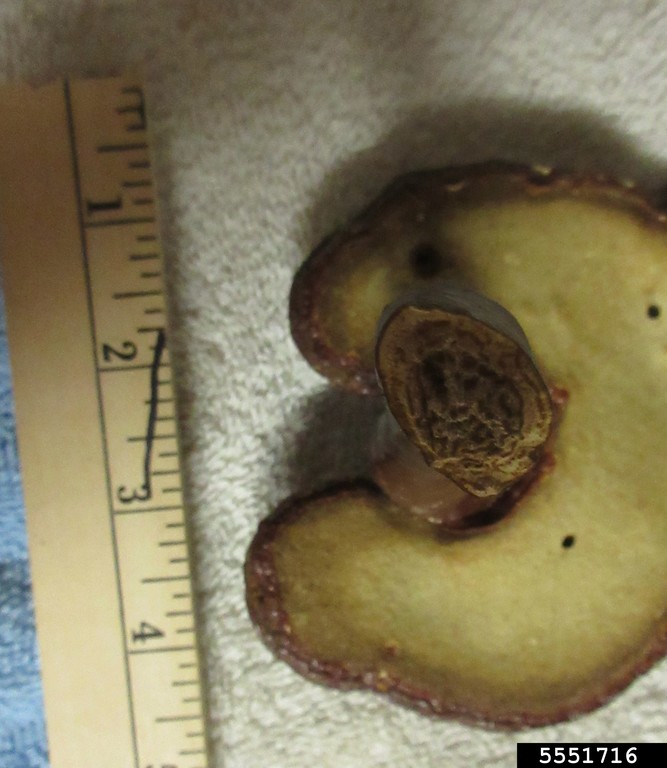 Ganoderma root and butt rot (Ganoderma lucidum (Curtis) P. Karst.)