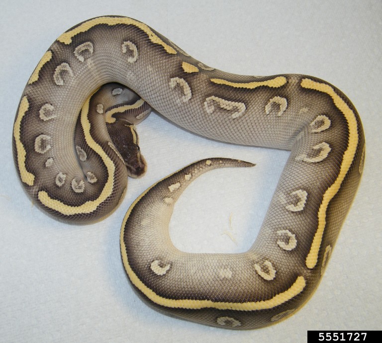 ball python (Python regius)