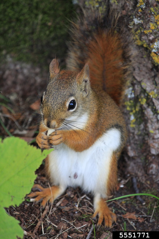 red squirrel (Tamiasciurus hudsonicus Erxleben)