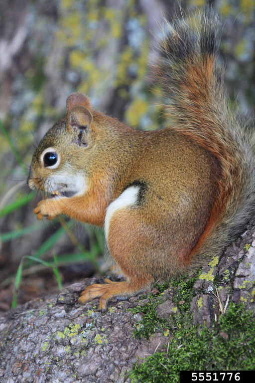 red squirrel (Tamiasciurus hudsonicus Erxleben)