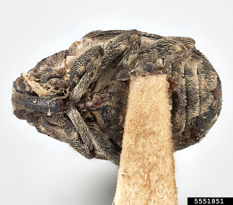 weevil, Stenocarus fuliginosus (Coleoptera: Curculionidae) - 5551851