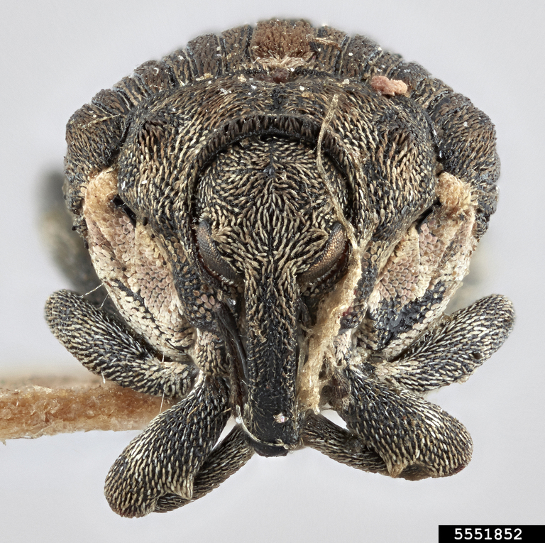 weevil (Stenocarus fuliginosus)