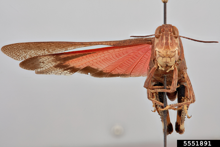 plains yellow-winged grasshopper (Arphia simplex Scudder, 1875)