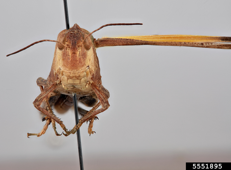 plains yellow-winged grasshopper (Arphia simplex Scudder, 1875)